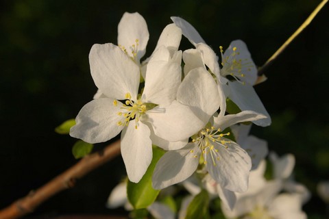 JABLONĚ :: ARCHIVNÍ ODRŮDY